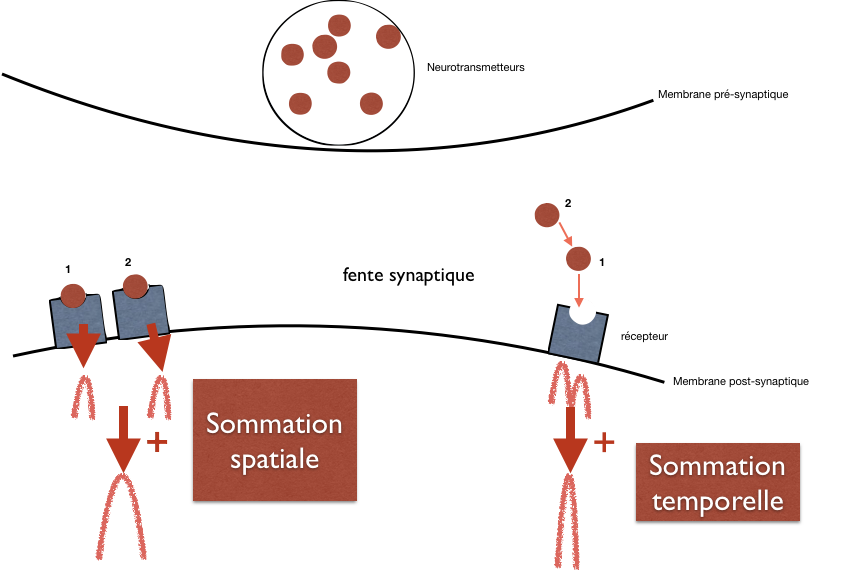 Cours : Motricité volontaire et plasticité cérébrale - Vieterre
