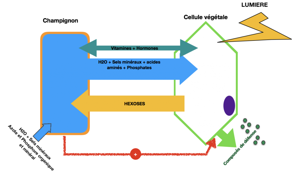 TP-TD 2 : Symbiose et évolution - Vieterre