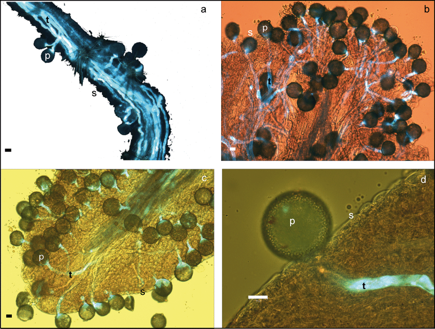TP-TD 2 : Étude de la fleur : organisation et adaptation à la pollinisation - Vieterre