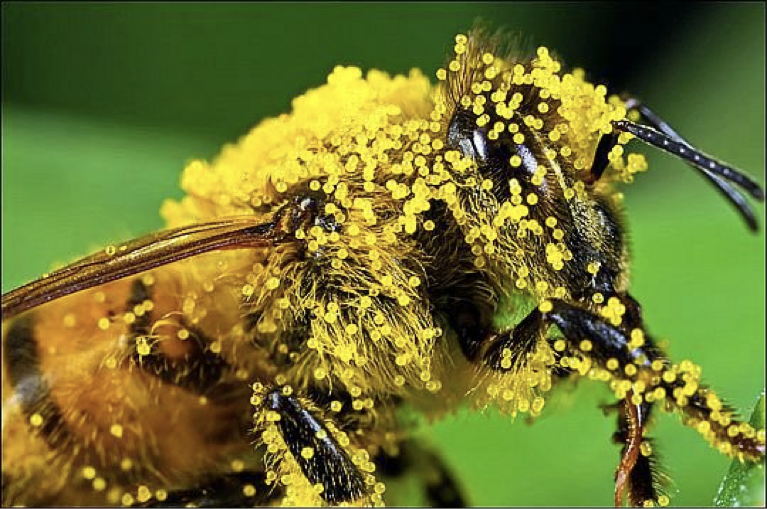 TP-TD 2 : Étude de la fleur : organisation et adaptation à la pollinisation - Vieterre