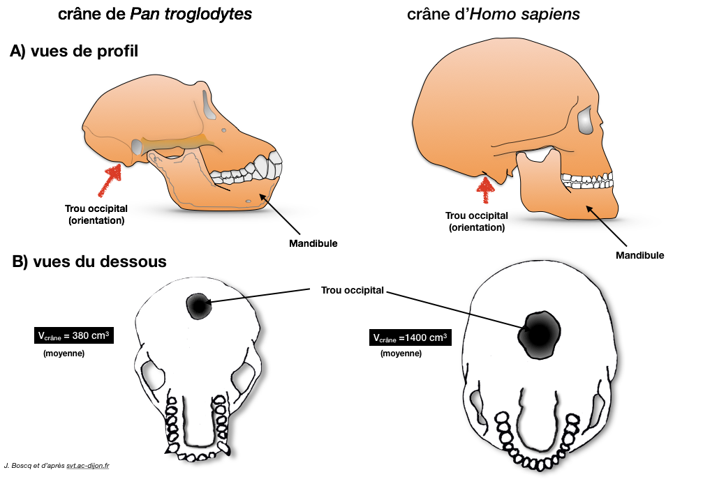 Chapitre 3 : Un regard sur l’évolution de l’Homme – COURS - Vieterre