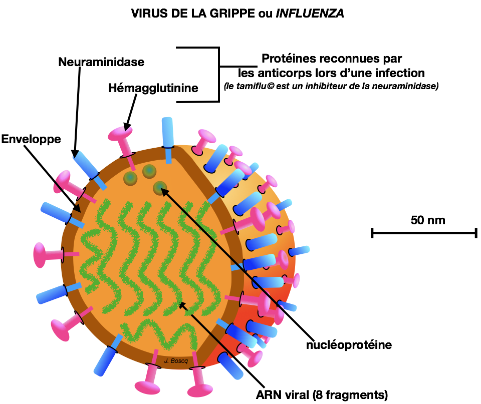 TP-TD 2 : Mise en place d’une immunité adaptative - Vieterre