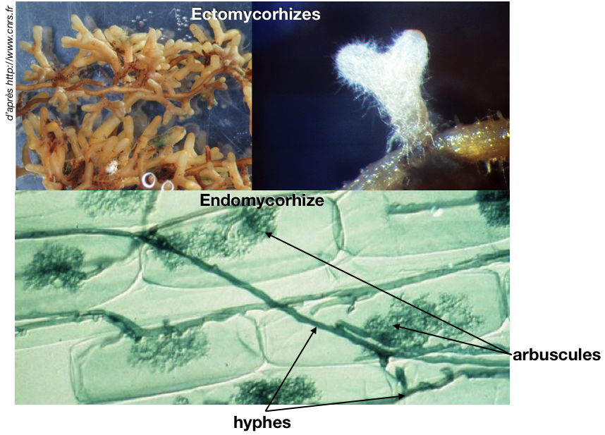 TP-TD 2 : Symbiose et évolution - Vieterre