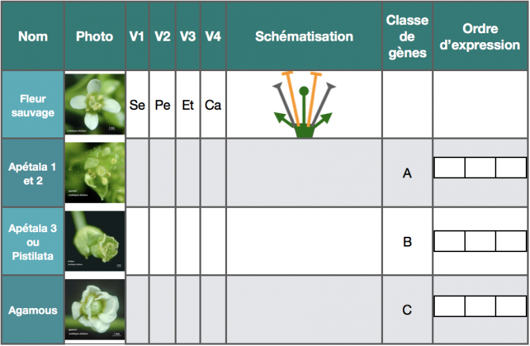 TP-TD 2 : Étude de la fleur : organisation et adaptation à la pollinisation - Vieterre