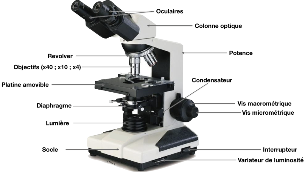 Méthode 3 : Utilisation d’un microscope - Vieterre