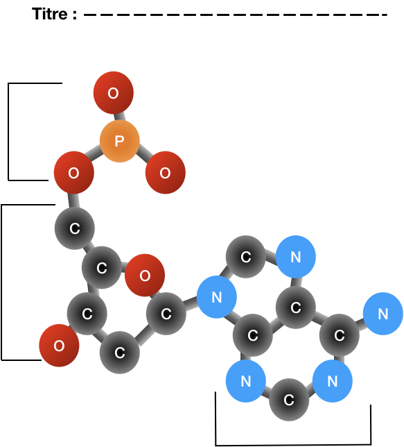 TP-TD 8 : Structure de la molécule d’ADN - Vieterre