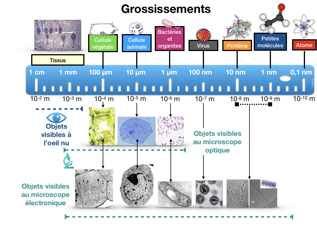 Cours – Unité 1 : Une structure complexe : la cellule vivante - Vieterre
