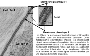 TP-TD2 La membrane plasmique - Vieterre