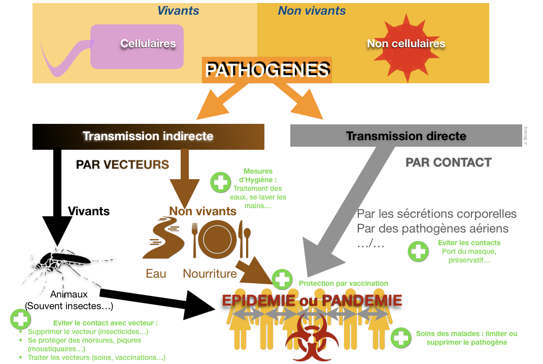 1- Agents pathogènes et maladies vectorielles – cours - Vieterre