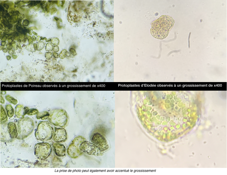 Obtenir des protoplastes de poireau ou d’élodée - Vieterre