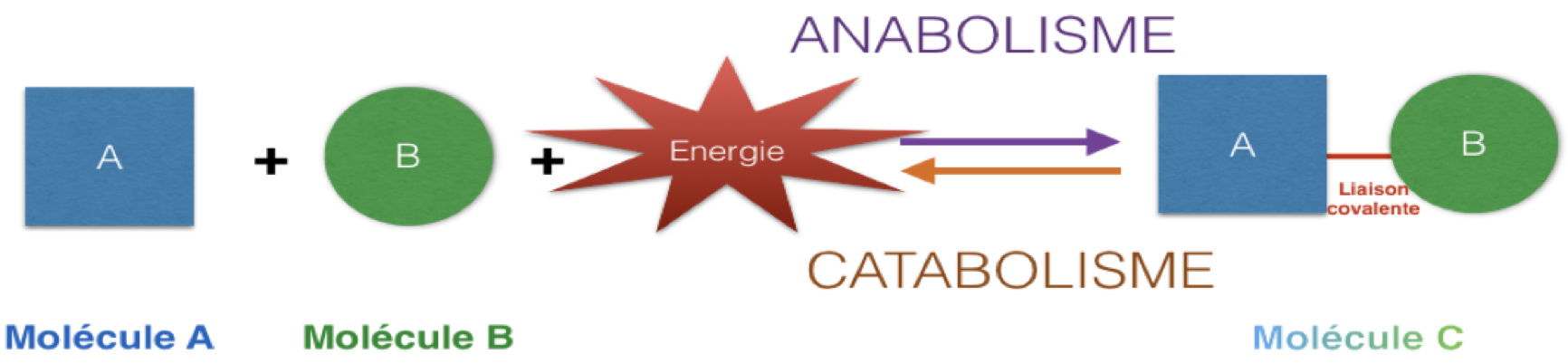 Cours : Le métabolisme des cellules | Sciences de la vie et de la Terre