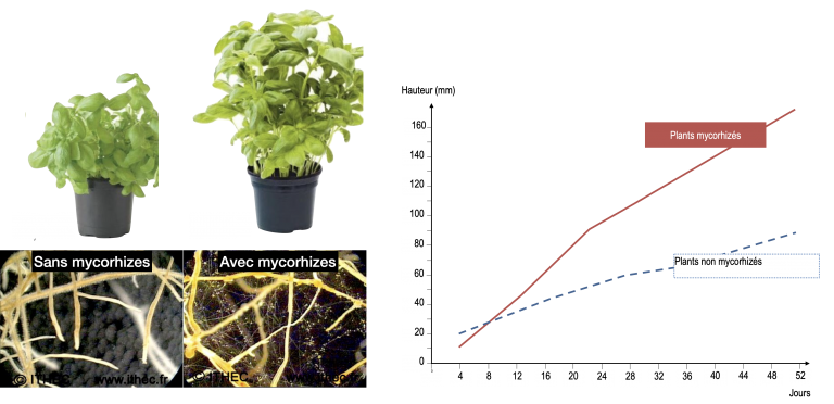 TP-TD2 Structure de la plante : Mycorhizes et vaisseaux conducteurs ...
