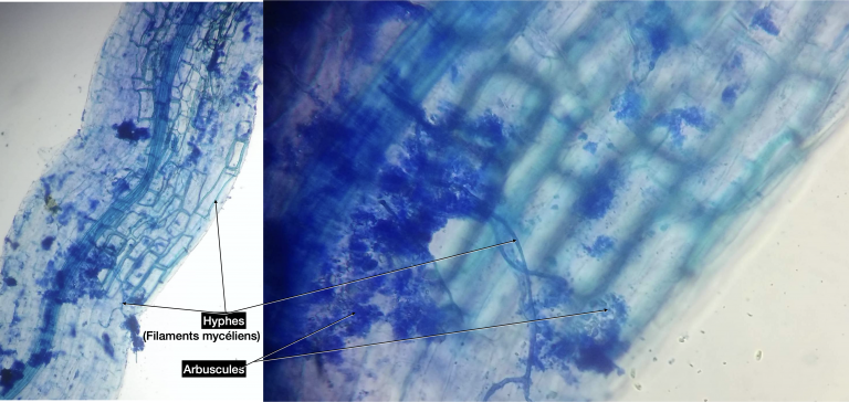 TP-TD2 Structure de la plante : Mycorhizes et vaisseaux conducteurs ...