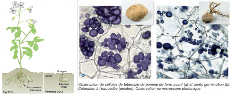 TP-TD photosynthèse et produits de la photosynthèse | Sciences de la ...