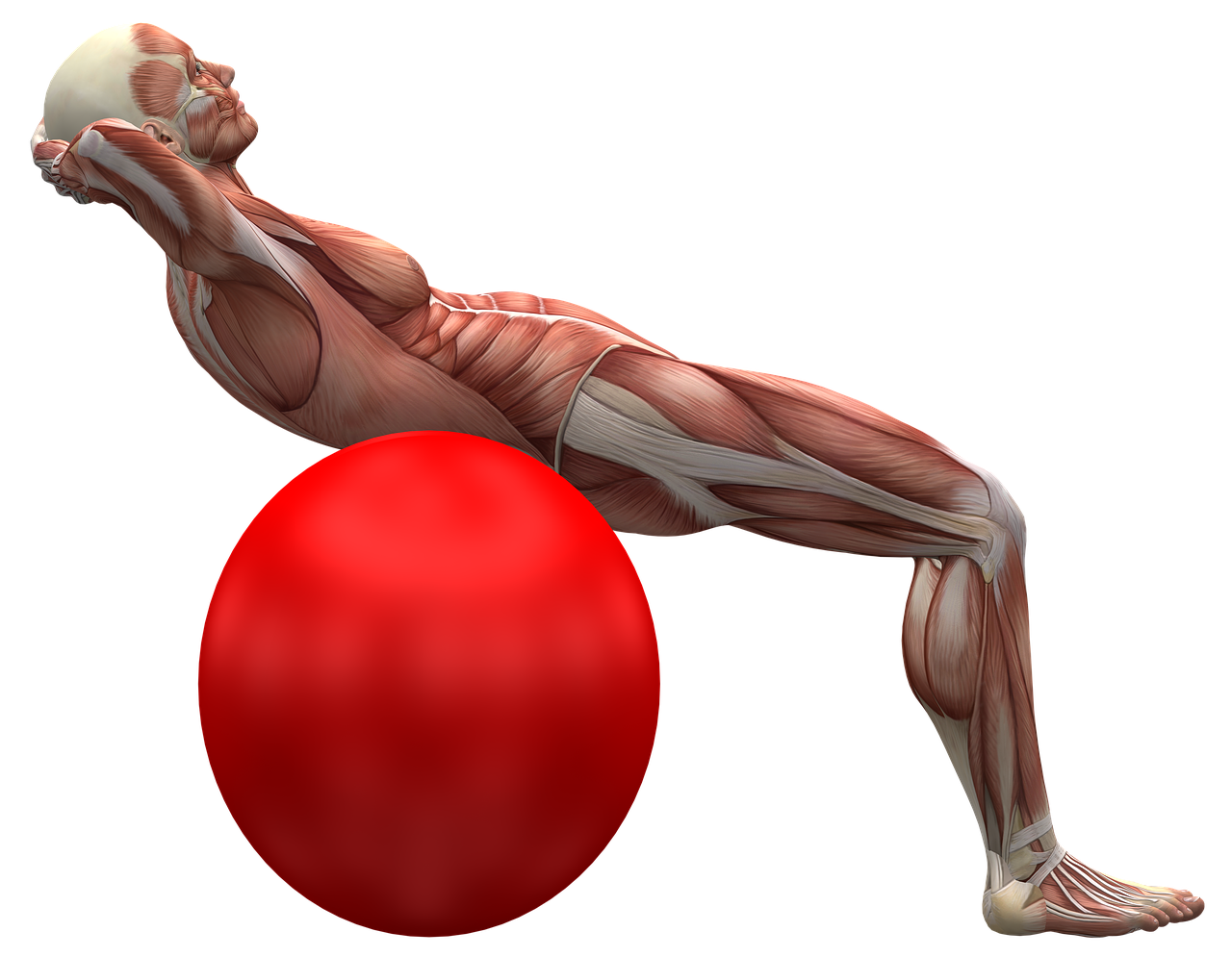 1- La cellule musculaire - Vieterre