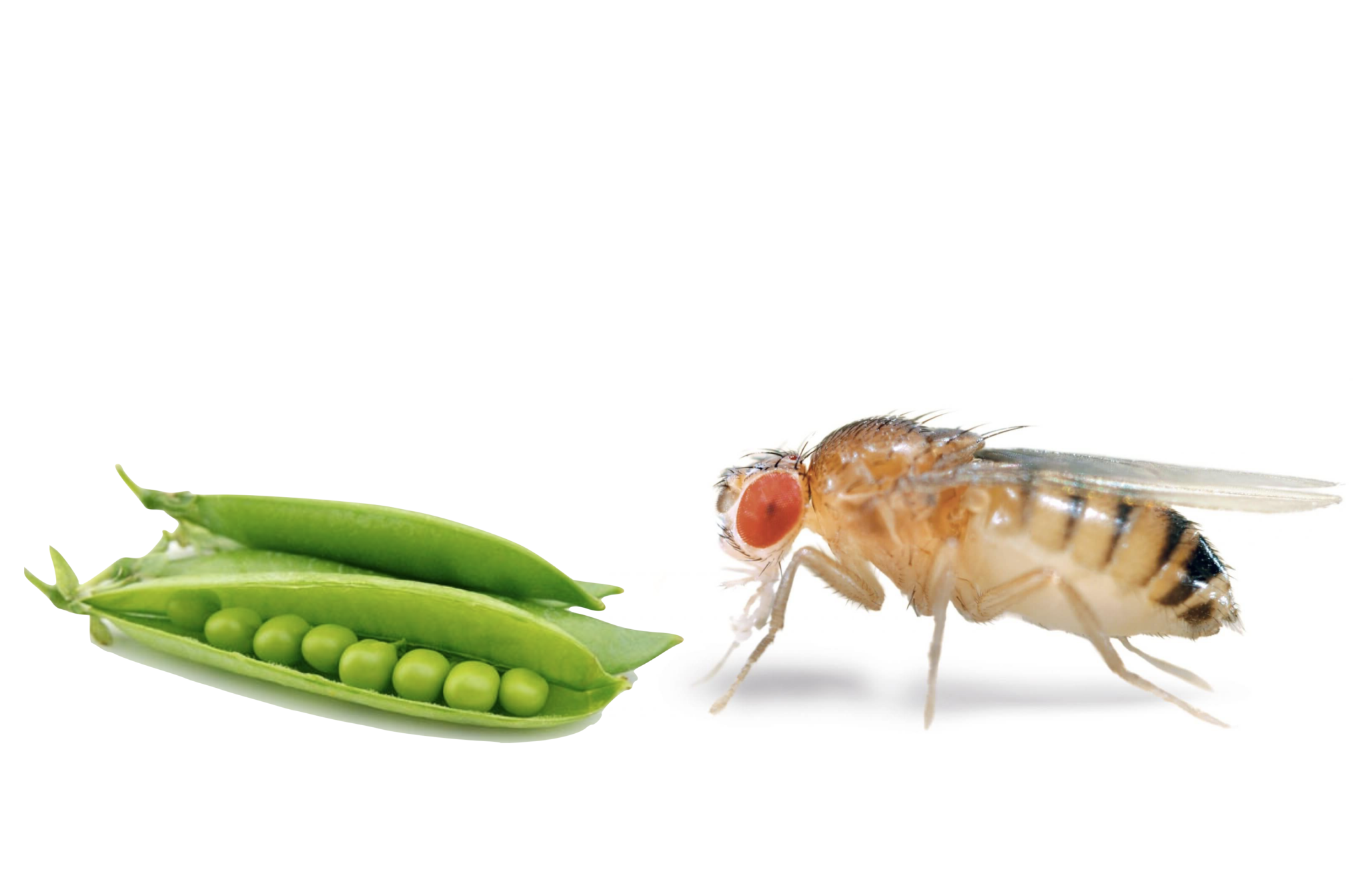 De Mendel à Morgan - Terminale Spécialité SVT