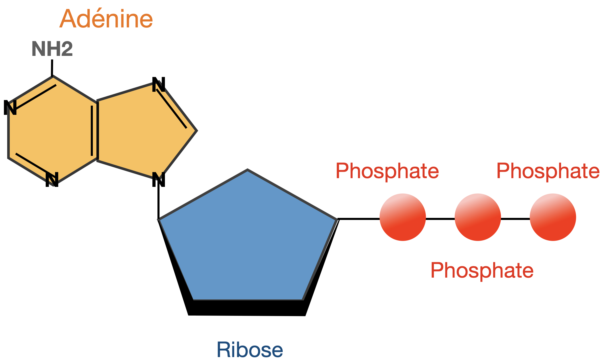 Cours : Origine de l'ATP nécessaire à la contraction musculaire
