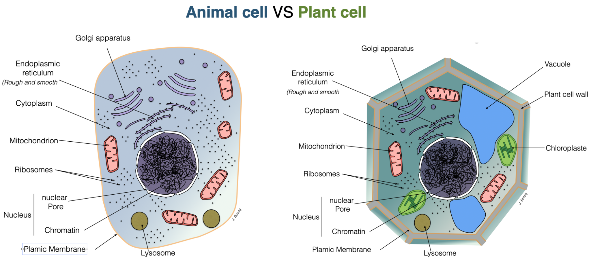 Basics in biology : Cells - Vieterre