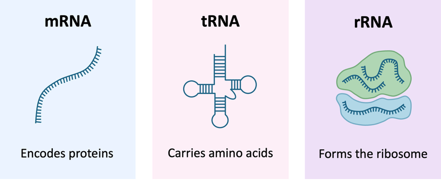 lesson: DNA, RNA and central dogma - Vieterre