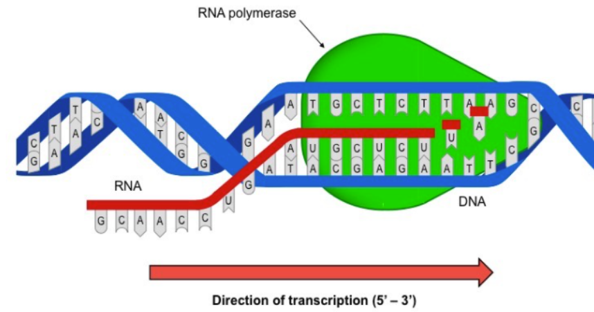lesson: DNA, RNA and central dogma - Vieterre
