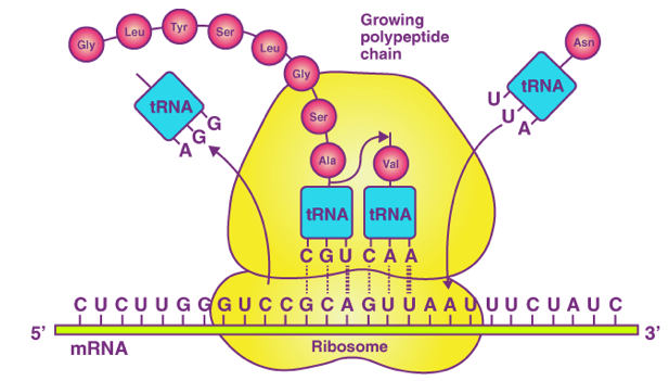 lesson: DNA, RNA and central dogma - Vieterre